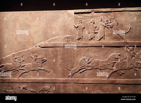 Assyrian Relief Showing Lion Hunting Scenes At The British Museum