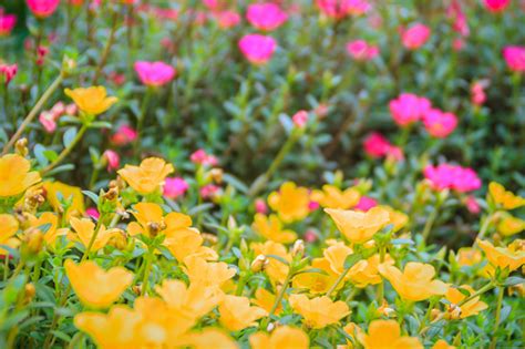 아름 다운 노란색 하 고 분홍색 Portulaca 올레라케아 꽃 또한 일반적인 쇠비름 Verdolaga 작은 Hogweed 빨간