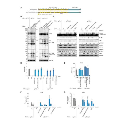 Slc15a4 Transporter Activity Is Dispensable For Tlr78 Induced Irf5