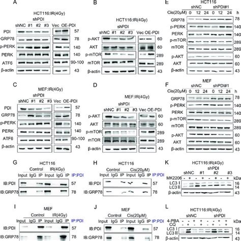 Pdi Interacts With Grp78 Leads To Ers And Activates Aktmtor Download Scientific Diagram