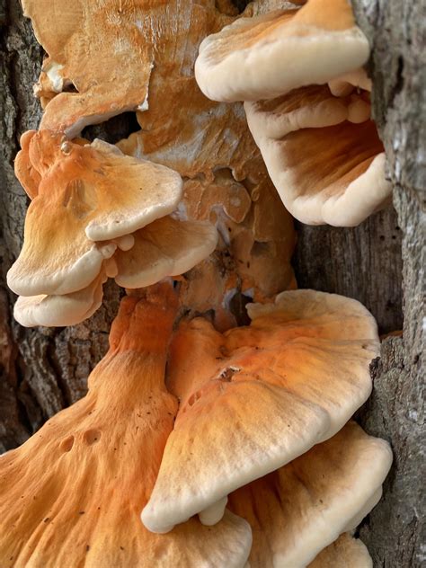 Are These Edible Thank You Rforaging