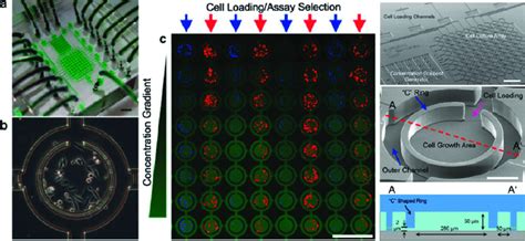Microbioreactor Array A Image Of The Microbioreactor Array Device