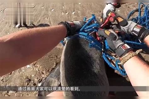 一只海豹在岸边挣扎，原来被绳子缠绕多年，解开绳子后令人泪崩！ 绳子 海豹