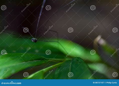 Macro Close Up Of A Small Bodied Spider Stock Image Image Of Long