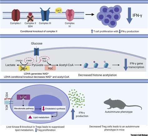 Metabolic Regulation Of Cell Fate And Function Trends In Cell Biology