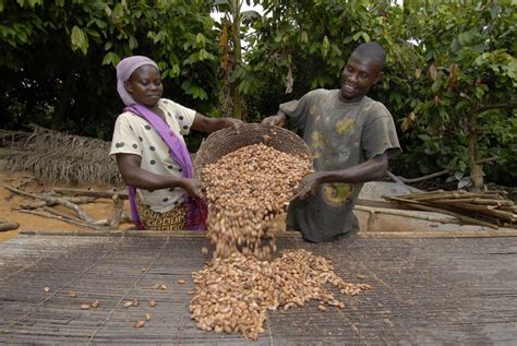 Cocoa Farmers In Ghana Want 72 Increase In Farm Gate Price Gccp