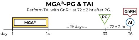Beef Synchronization Protocols And Their Benefits Abs Global Us