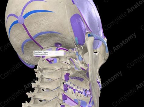 Scaphoid Fossa Right Complete Anatomy