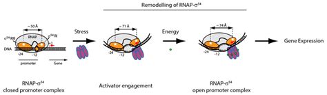 Controlling Gene Expression In Bacteria Atlas Of Science
