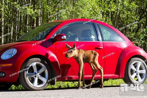 Orphaned Moose Calf Stands Next To A Vw Bug Anchorage Southcentral