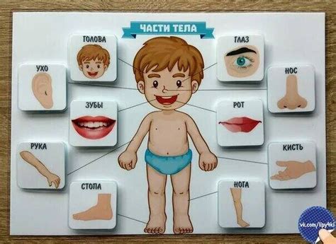 Части тела картинки для детей