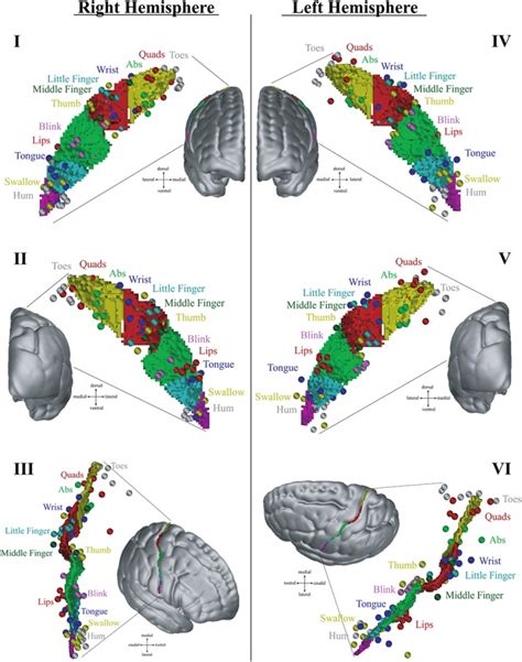Tight Coupling Between Morphological Features Of The Central Sulcus And Somatomotor Body