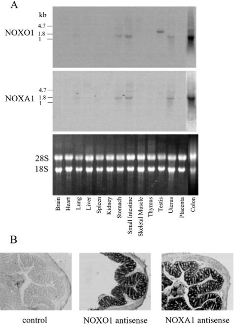 Two Novel Proteins Activate Superoxide Generation By The Nadph Oxidase