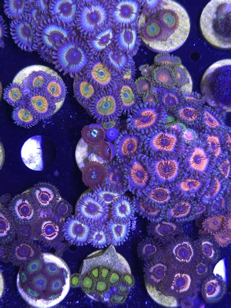 10 Pack Ultra Zoanthids — Coral Empire