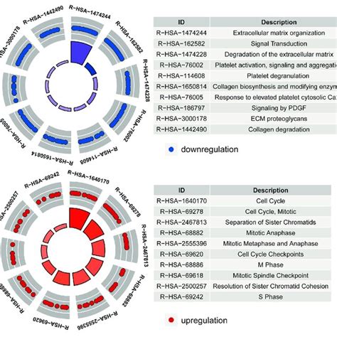 Circle Plots Of Reactome Pathways Enrichment Of Downregulated Download Scientific Diagram