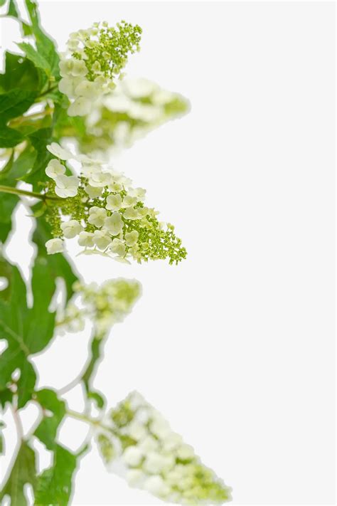 Ruby Slippers Hydrangea For Sale Online The Tree Center