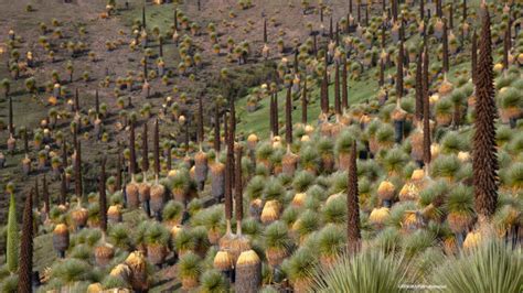 UNESCO Reconoce A Bicentenario Ayacucho Como La Octava Reserva De