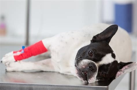 Average Cost Of A Vet Visit For Dogs In 2025 Updated Price Guide Hepper