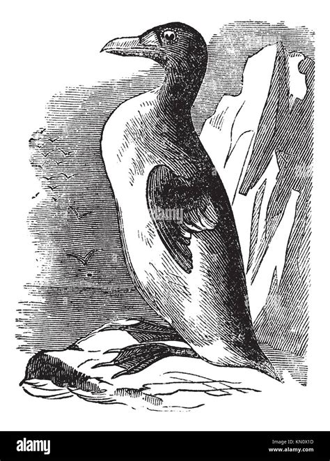 Great Auk Alca Impennis Vintage Engraved Illustration Trousset