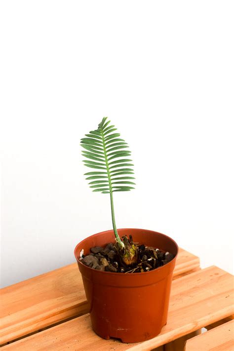 Dioon Edule From The Naked Collection Pine Sg