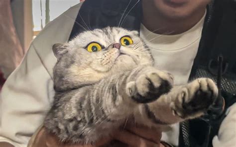 不是不封窗，是真的关不住它！！！ 和猫住 和猫住 哔哩哔哩视频