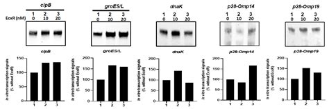Evaluating Ecxr For Its Possible Role In Ehrlichia Chaffeensis Gene Regulation