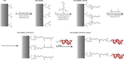 Scheme Of Polyethylene Terephthalate Track‐etched Membranes Tms