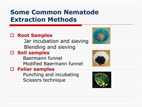 Ppt Nematode Extraction Methods Root Extraction Techniques Powerpoint Presentation Id 6089991