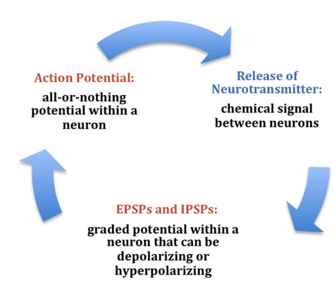 Communication Within And Between Neurons Upei Introduction To