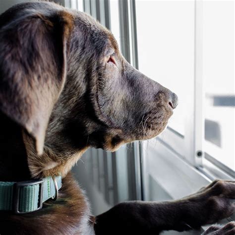 Separation Anxiety In Dogs And Cats
