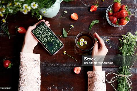 카모마일 차와 휴대 전화 한 잔을 들고있는 여자 손 여름 분위기의 신선한 딸기 카모마일 천연 차 및 박하 카모마일 꽃밭이있는 모바일 화면의 모의 꽃 식물에 대한 스톡 사진