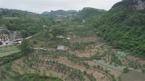 修文县六广镇中心村200余亩樱桃熟了澎湃号·媒体澎湃新闻 The Paper