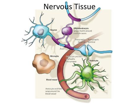 Nervous Tissue Diagram
