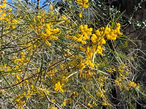 Acacia Acuminata Narrow Phyllode Variant Bark Australian Smoke Wood