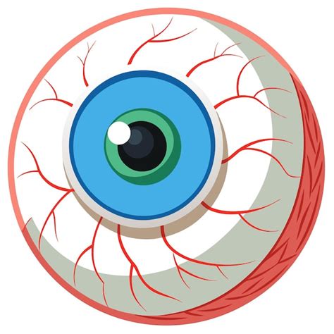 Human Eyeball Anatomy Clip Art And Vector Design With A White Background Premium Ai Generated