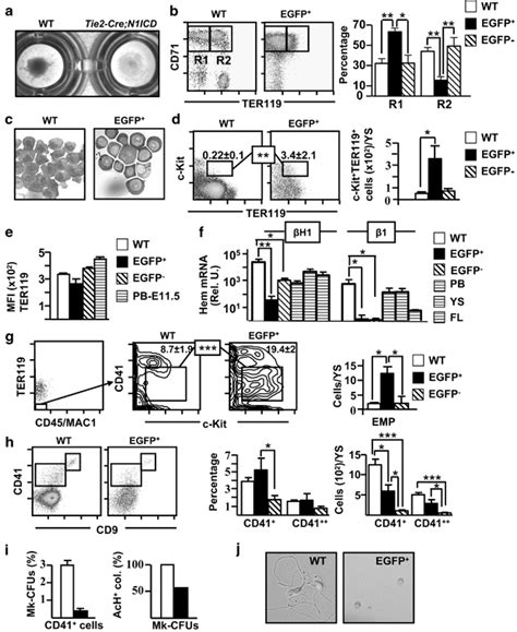 Abnormal Erythroid And Megakaryocyte Differentiation In Tie2 Cre N1icd Download Scientific