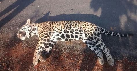 G1 Onça é Atropelada Por Veículo E Morre Na Região Norte Do Tocantins