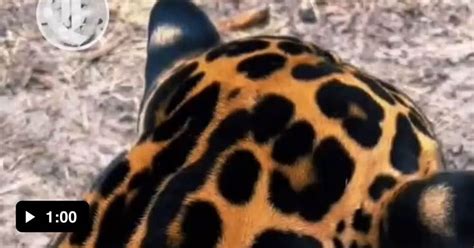 Jaguar Spöts Funny Memes And Reactions