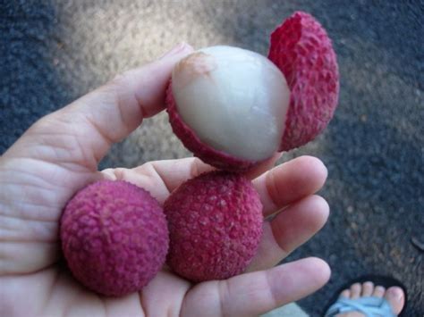 Фрукт Личи польза вред и описание с фото