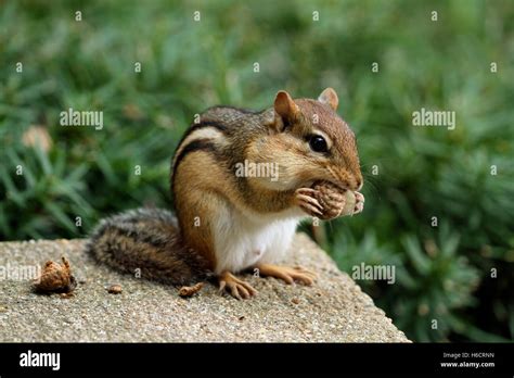 Cute Chipmunk Cheeks