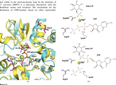 Figure 1 From Structure Of The Inositol 1 Phosphate Cytidylyltransferase From Thermotoga
