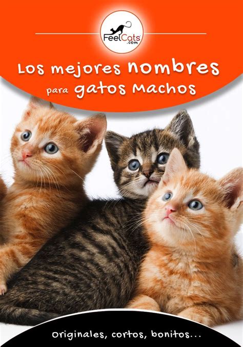 Mejores Nombres Para Gatos MACHOS Y Su Significado FeelCats Nombres Para Gato Macho Nombres