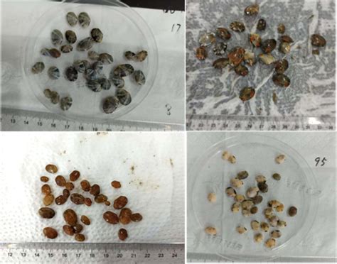 我所高产优质菲律宾蛤仔选育通过专家现场验收 中国水产科学研究院东海水产研究所官网2017