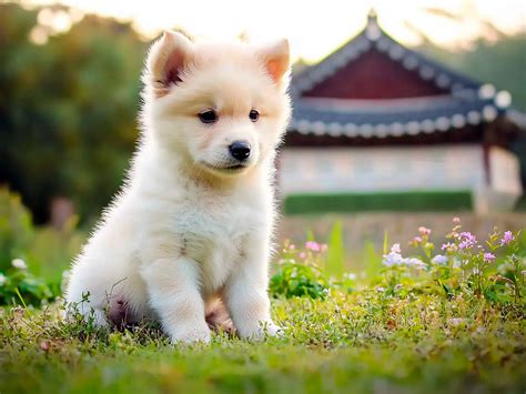 Korean Jindo Dog The Loyal And Intelligent Korean Hunter