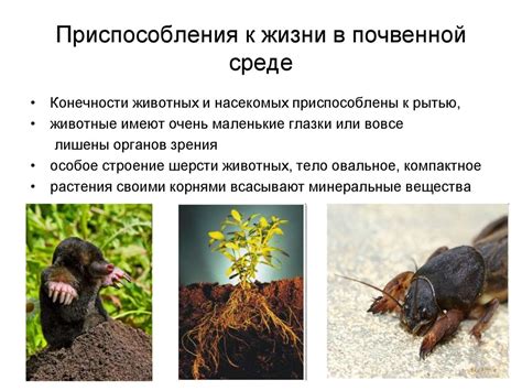 Среды обитания организмов Приспособленность к среде обитания