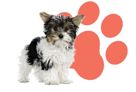 Surgical Consent Form North Seattle Veterinary Clinic