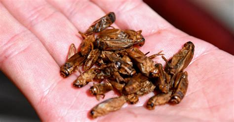 Jutarnji List Ličinke će Se I U Hrvatskoj Uskoro Moći Legalno Jesti ‘burgeri Od Kukaca Jako