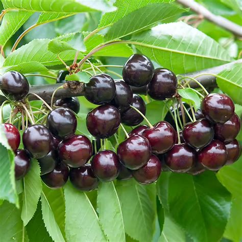 Bing Cherry Trees