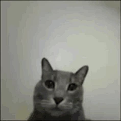 кот  Кот Discover And Share S