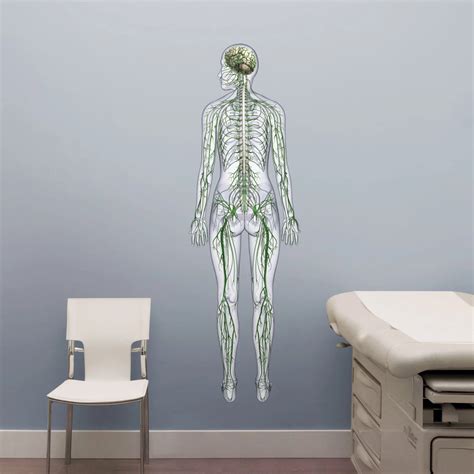 Nervous System Sticky Wall Poster Clinical Charts And Supplies